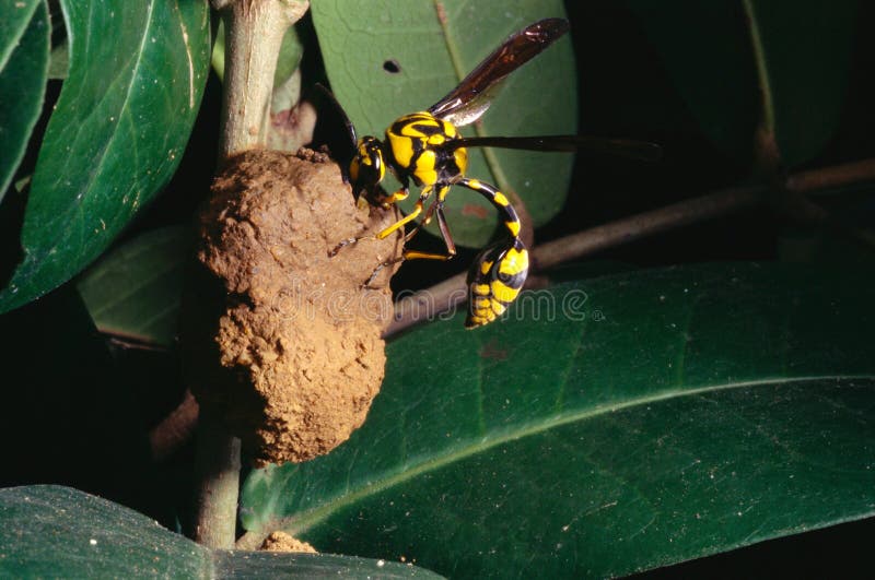 Insect Pottes Tiger Wasp Moldeando Su Nido Imagen de archivo - Imagen ...