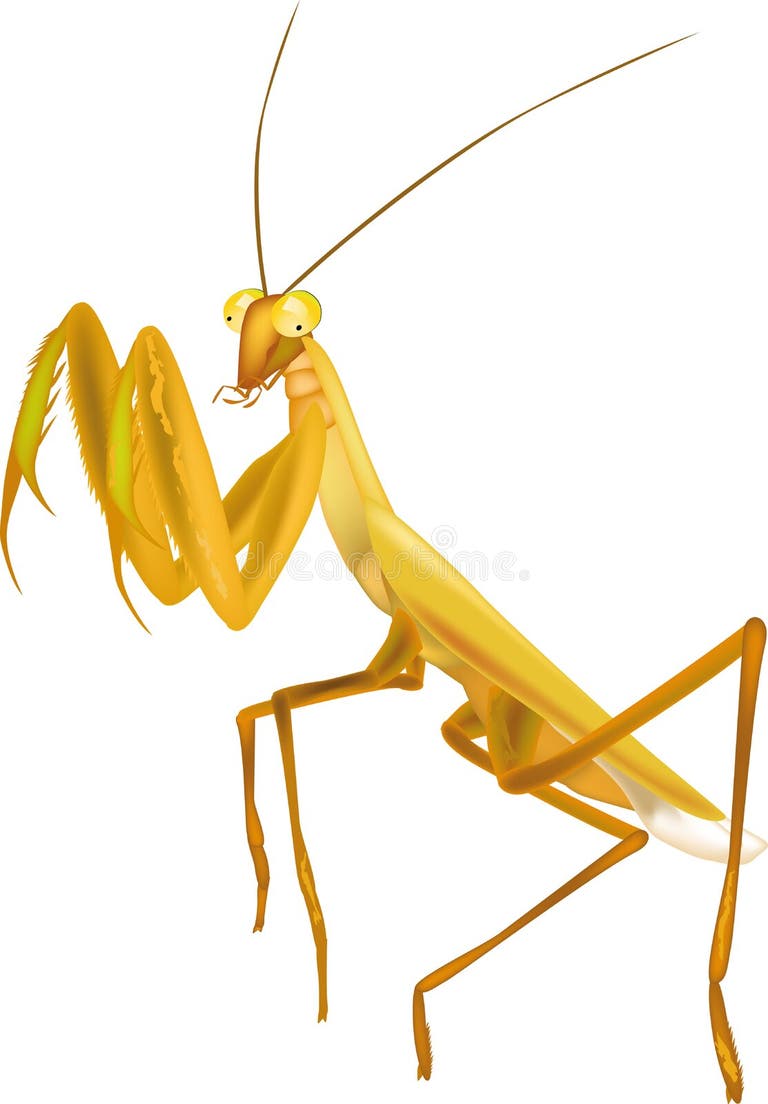 Drawing Mantis Stock Illustrations – 1,904 Drawing Mantis Stock ...