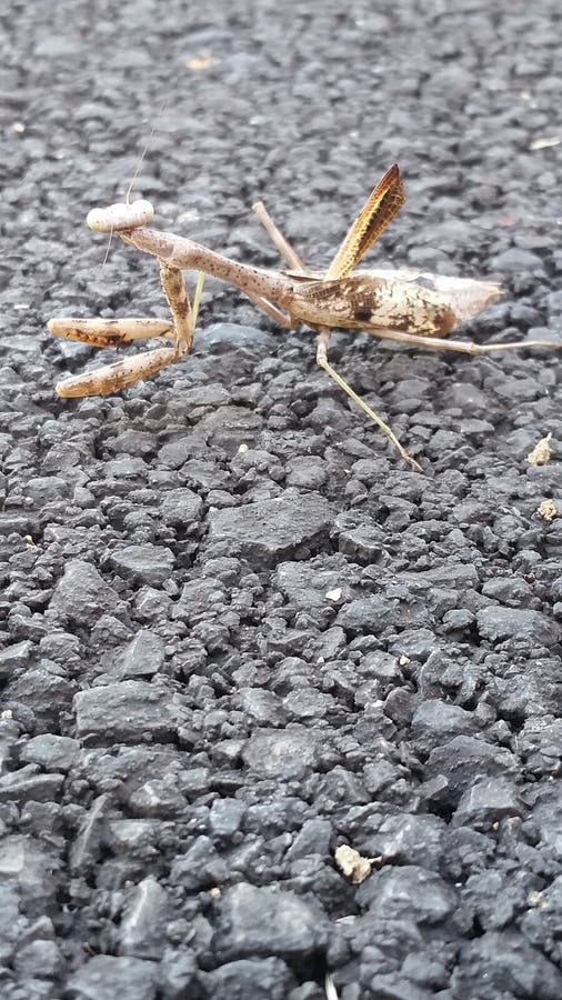 Insect praying mantis stock image. Image of praying, mantis - 79597593