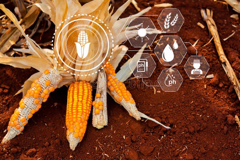 Insect Problems in Corn Fields, Low Grade Corn, Corn Crop Cultivated ...