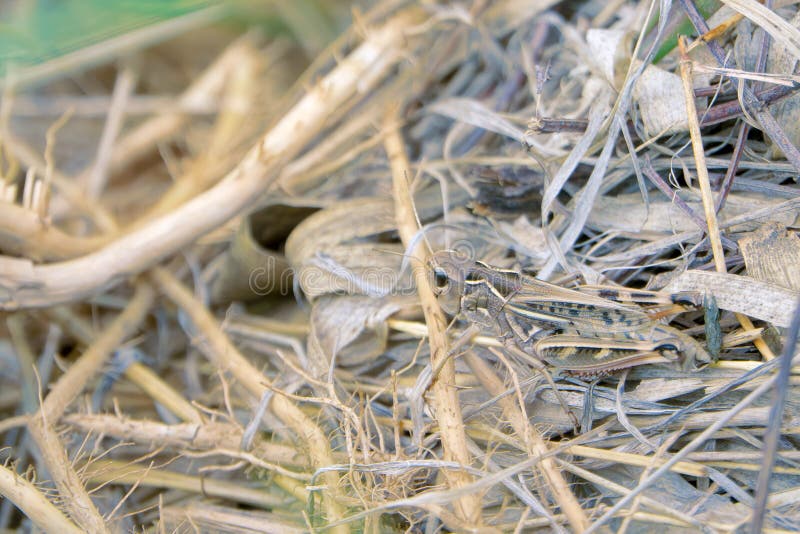 Insect protection color stock photo. Image of locust - 188920636
