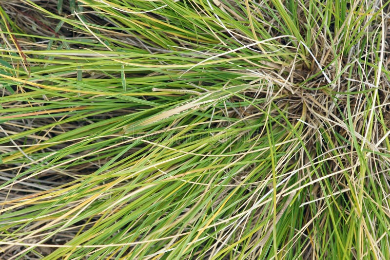 Insect protective coloring stock image. Image of bugs - 44315077