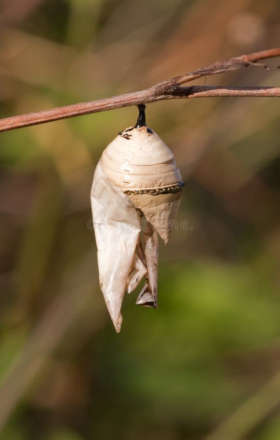 Insect pupa stock image. Image of abstract, nest, insects - 10913073