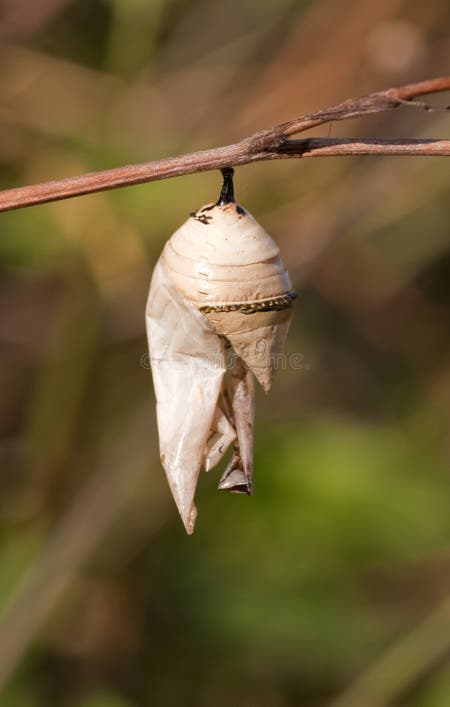 Insect pupa stock image. Image of abstract, nest, insects - 10913073
