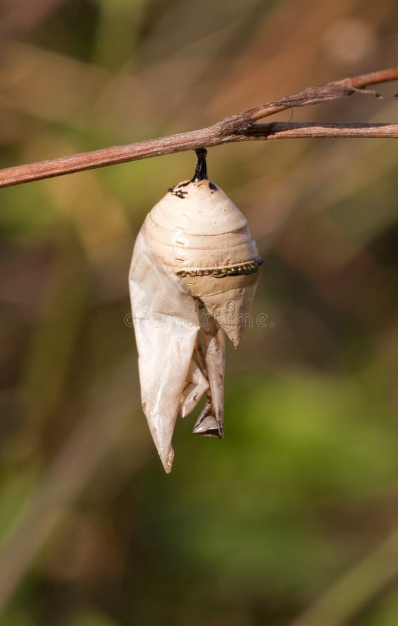 Insect pupa stock image. Image of abstract, nest, insects - 10913073