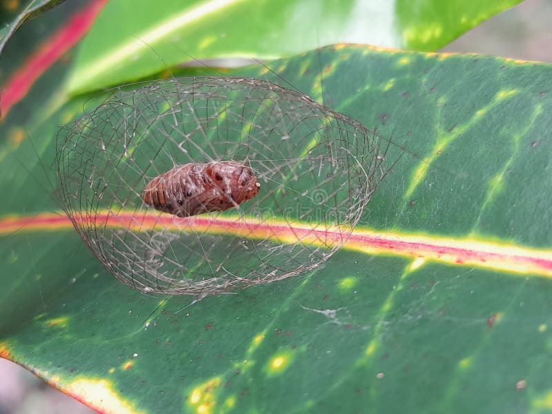 Insect pupa stock photo. Image of moth, danger, biology - 350753060