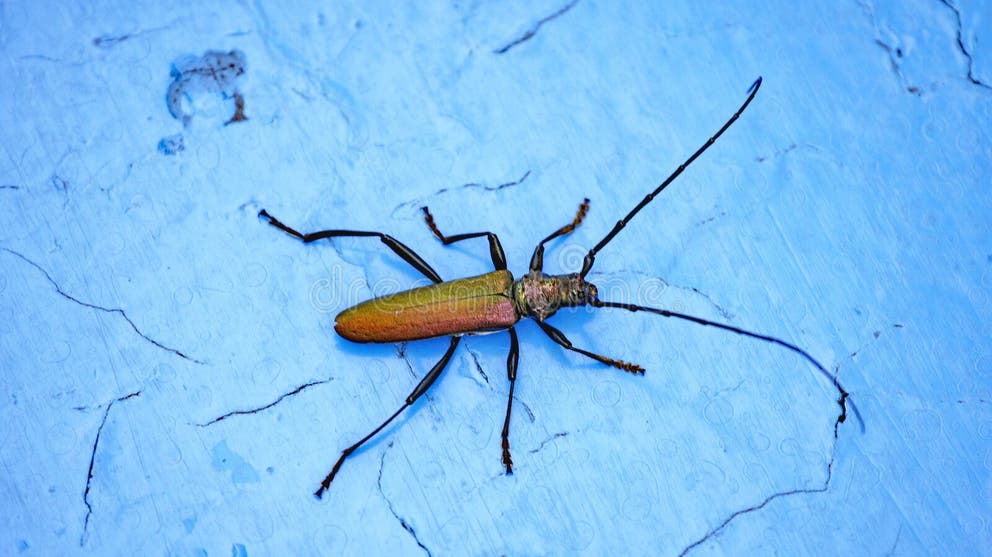 Insect on the Railing of a Ship Stock Photo - Image of invertebrates ...