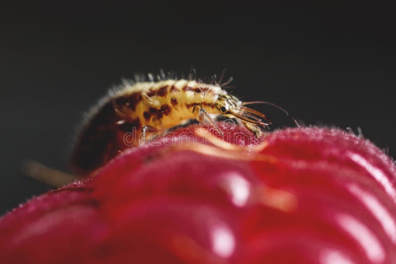 Insect on a raspberry stock image. Image of detail, light - 49520945