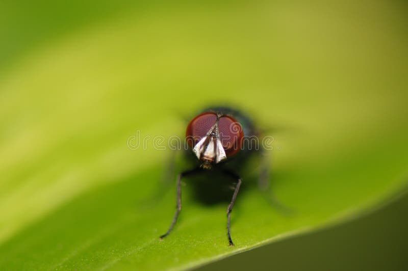 Insect with Red Compound Eyes on Agreen Leaf, Macro Stock Image - Image ...