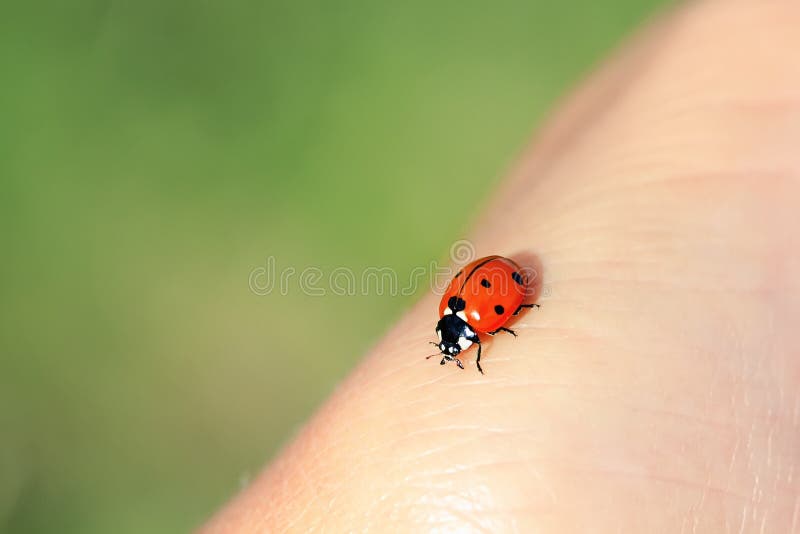Insect Red Ladybug Crawling on the Hand Stock Image - Image of ...