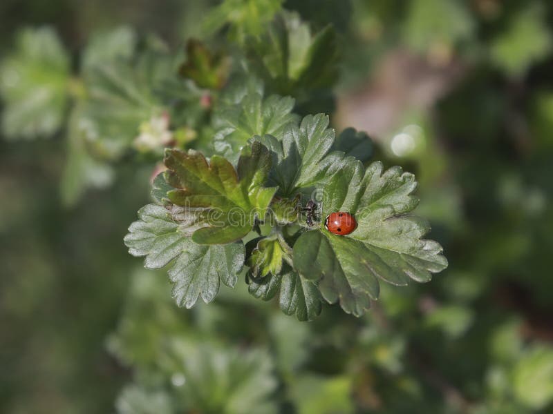 The Insect is Red. Ladybugs and Ant on a Green Leaf. View from Above ...