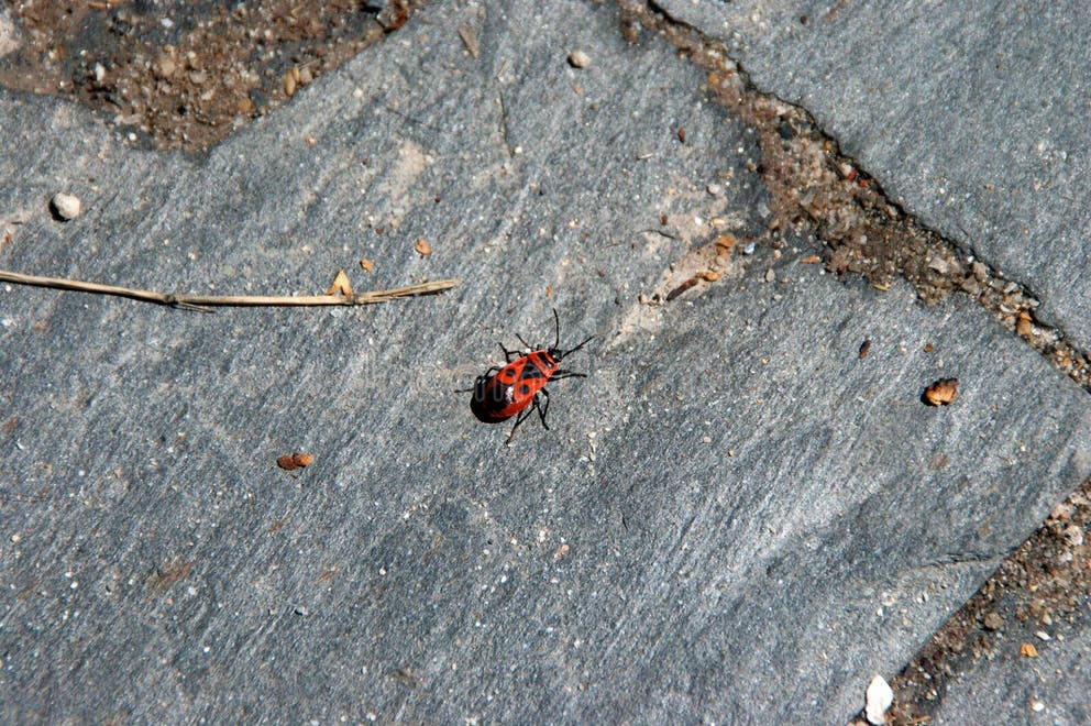 Insect stock photo. Image of insect, sand, beach, little - 91264484