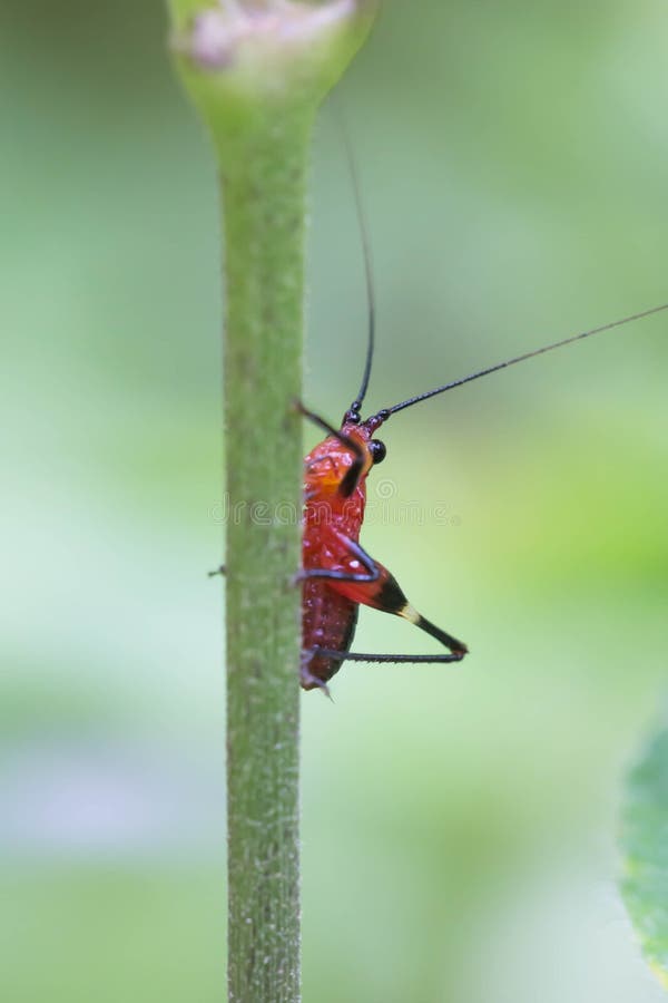 Insect stock photo. Image of insect, animal, garden, outdoor - 47866116