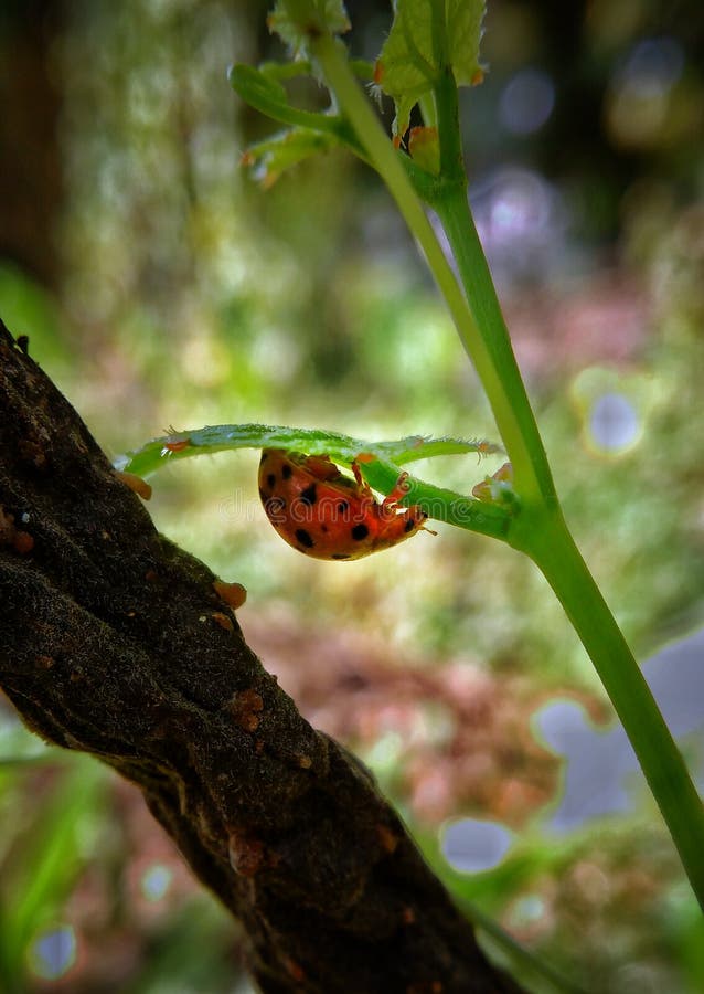 Insect stock photo. Image of insect, small, tropical - 164056306
