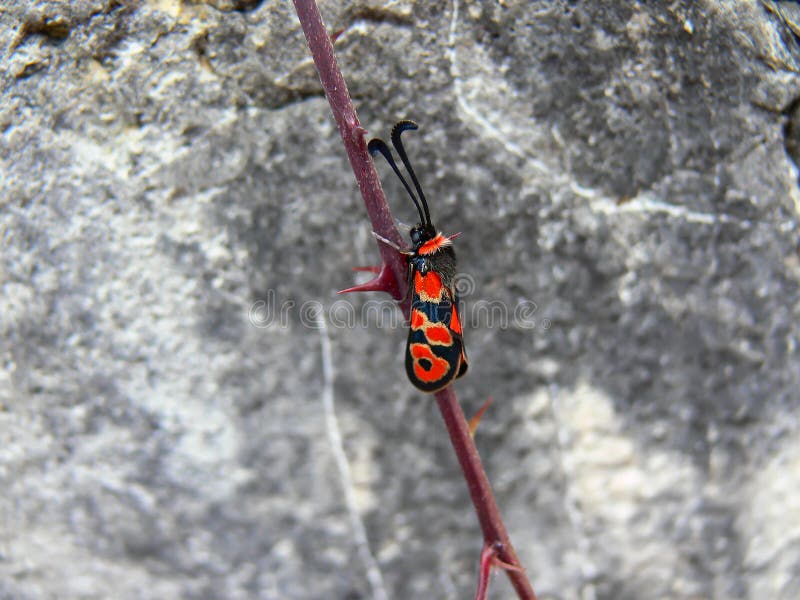 Insect with red spots stock image. Image of invertebrate - 112150593