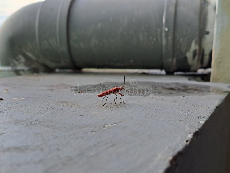 Insect Reddie Stock Photos - Free & Royalty-Free Stock Photos from ...