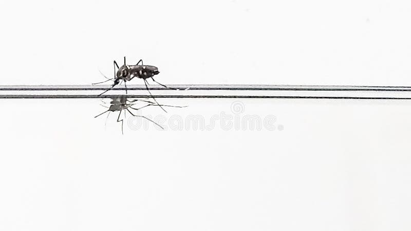Insect on Reflective Surface Stock Image - Image of aegypti, dengue ...