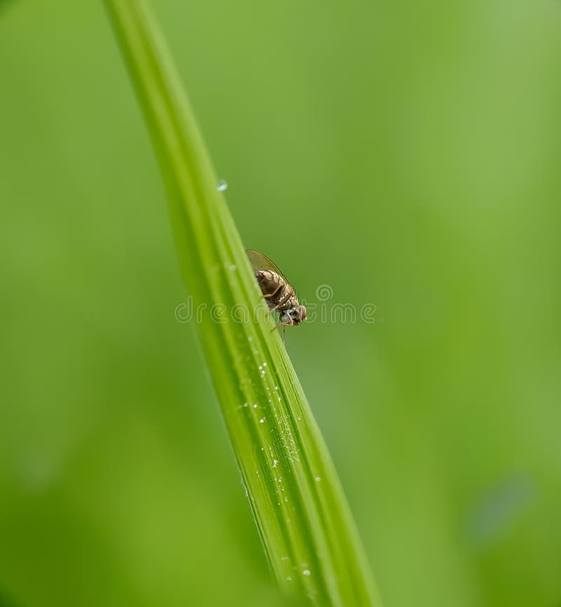 An Insect Relaxing on a Rice Stalk Stock Photo - Image of damselfly ...