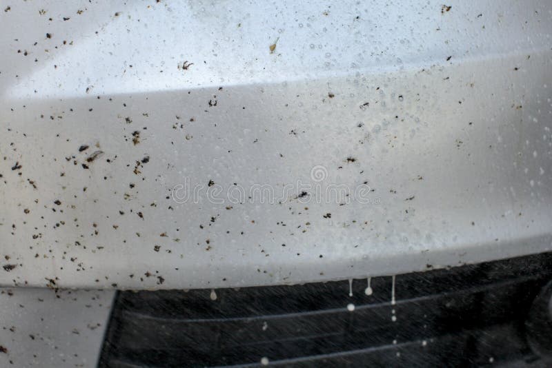 Insect Remover Being Sprayed On Car Front, Covered With Bugs And Stock ...