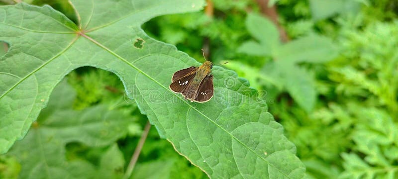 An Insect Resting on a Leaf Eating it in the Morning Stock Image ...