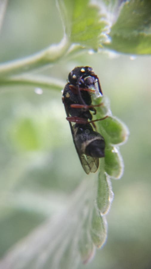 Insect resting on the rain stock image. Image of green - 184120919