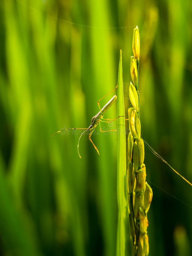 Insect stock image. Image of natural, bugs, flat, plains - 34588765