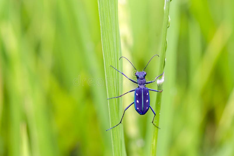 Insect and Rice Berry stock photo. Image of closeup - 118871918