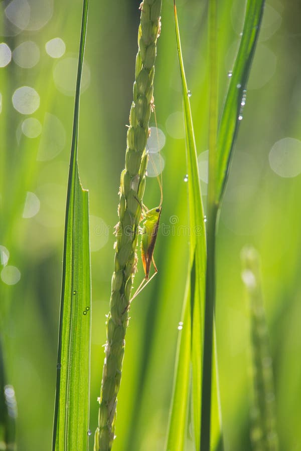 Insect in Rice field stock photo. Image of macro, backgrounds - 48366366