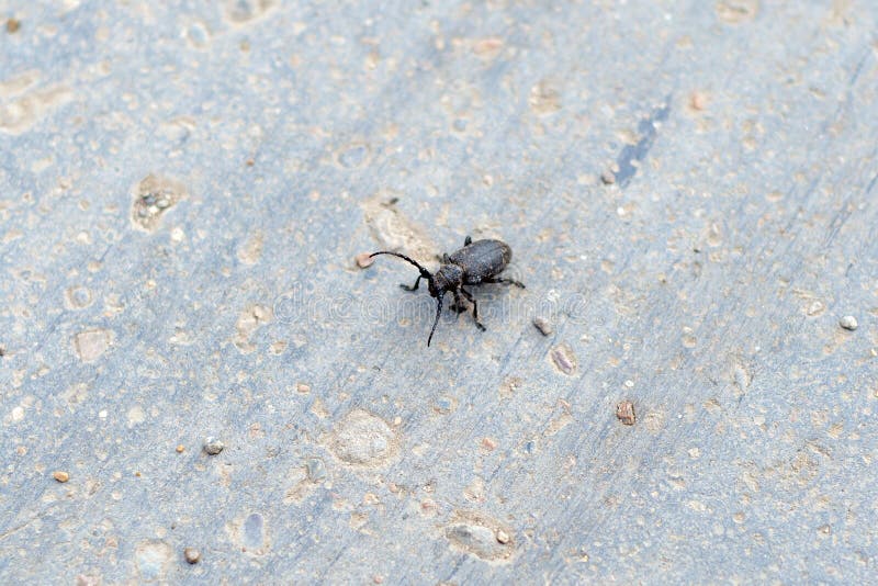 A Small Beetle Sits on the Road. Stock Image - Image of sits, outdoors ...