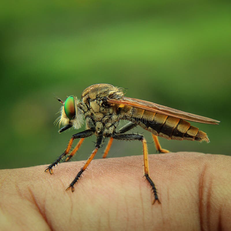 Robberfly stock image. Image of macro, robberfly, finger - 140946499