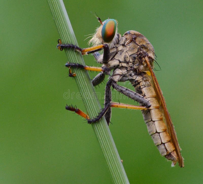 Insect rober fly stock photo. Image of macro, insect - 110044230