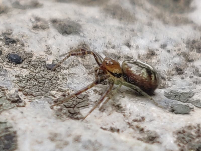 Insect on Rock stock image. Image of moth, animal, soil - 223710023