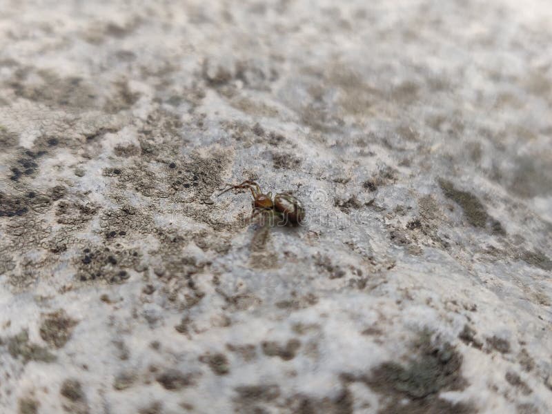 Insect on Rock stock photo. Image of wood, sand, wildlife - 223710122