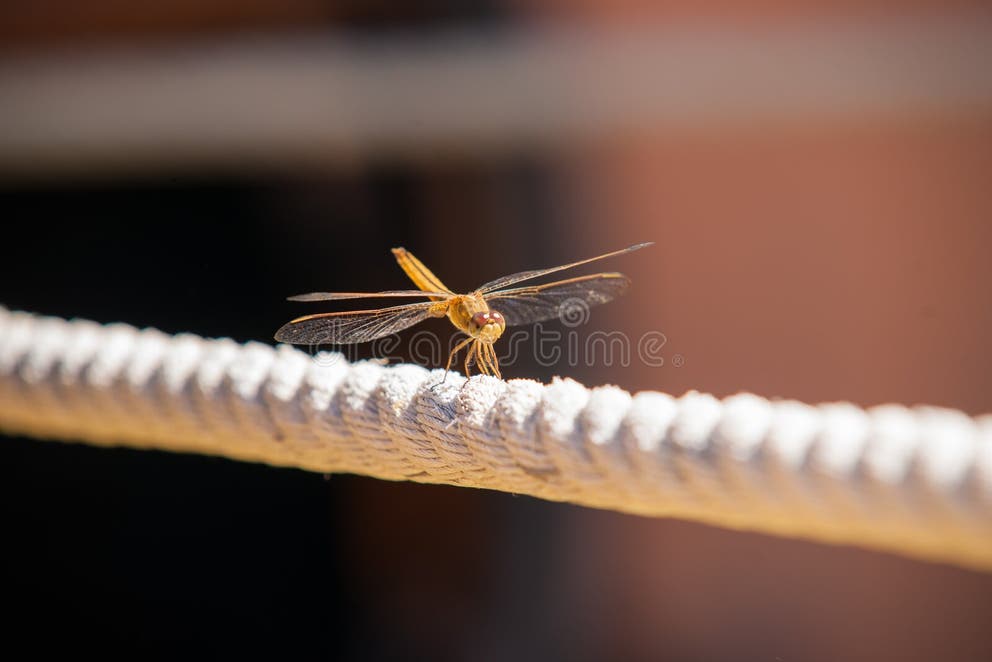 Insect on rope stock image. Image of close, myanmar - 183131127