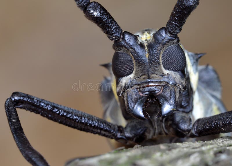 Insect s face stock image. Image of flying, black, claws - 32182693