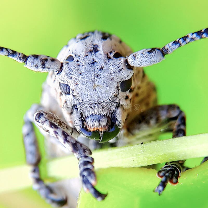 Insect`s face stock photo. Image of details, funny, dragonfly - 89734302