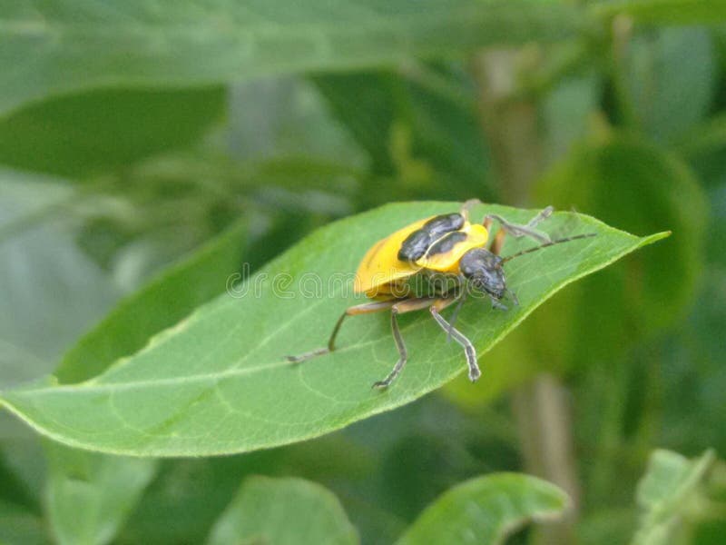 Insect& x27;s life stock photo. Image of micro, life - 95729930