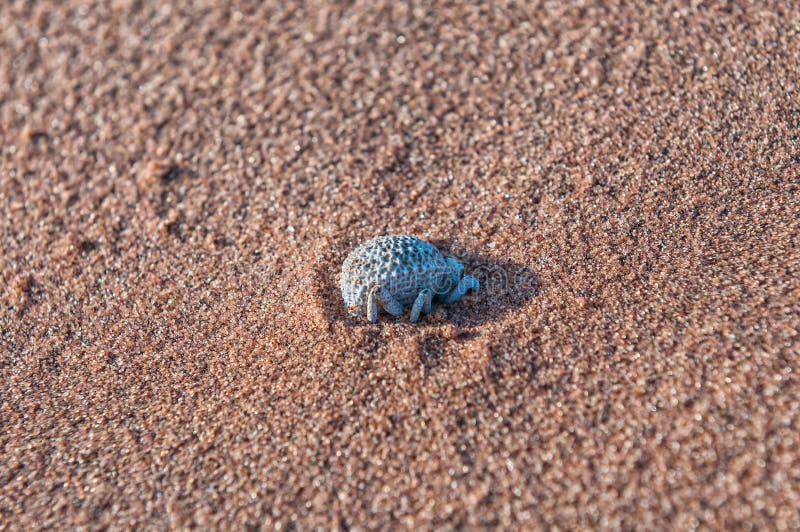 Insect in the Sand of a Dune at Sossusvlei Stock Photo - Image of ...