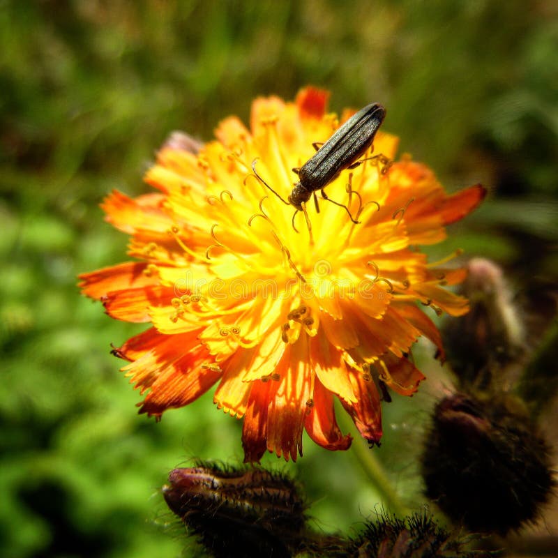 Insect sat on a flower stock photo. Image of insect, orange - 74737120