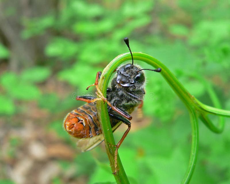 Insect Sawfly (Cimbicidae) stock image. Image of green - 2326405
