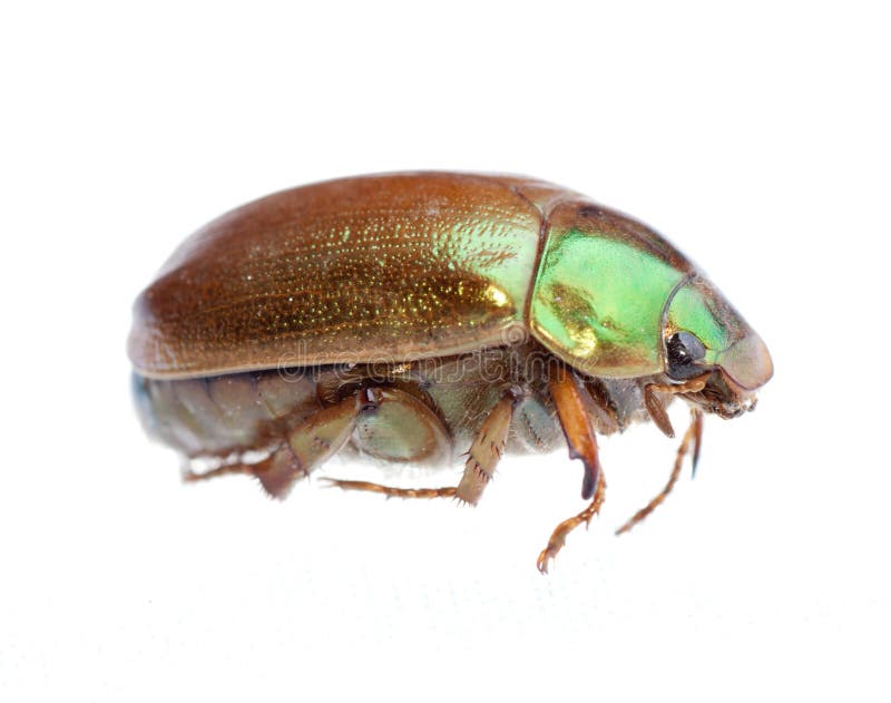Insect scarab beetle stock photo. Image of macro, head - 19341620
