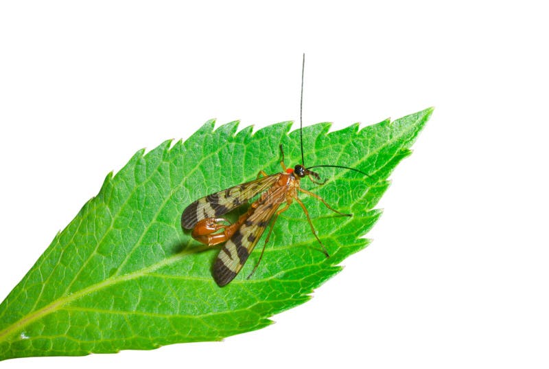 Insect Scorpion s tail 5 stock image. Image of wildlife - 18114331