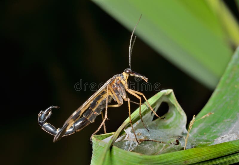 Insect Scorpion s tail 5 stock image. Image of wing, scorpions - 38308593