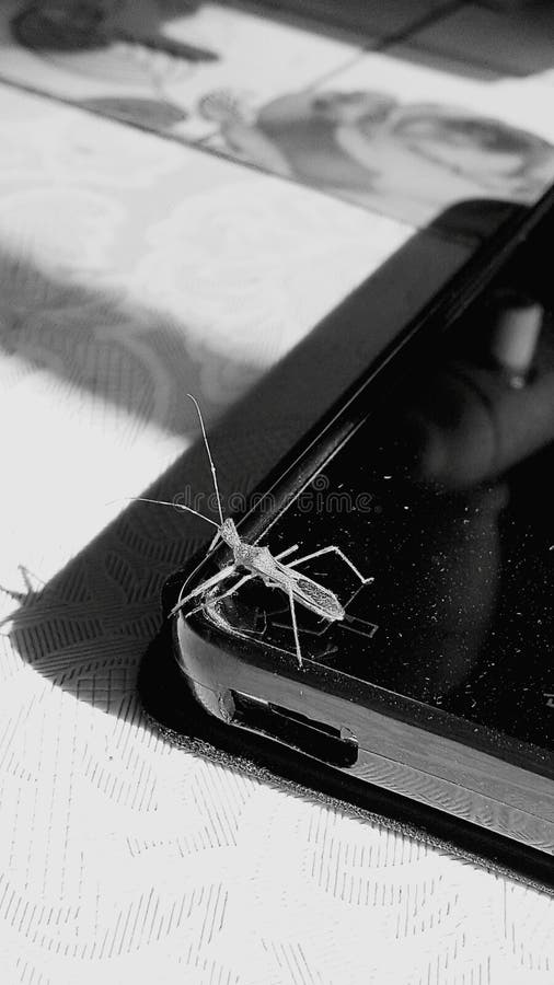 1,213 Insect Phone Stock Photos - Free & Royalty-Free Stock Photos from ...