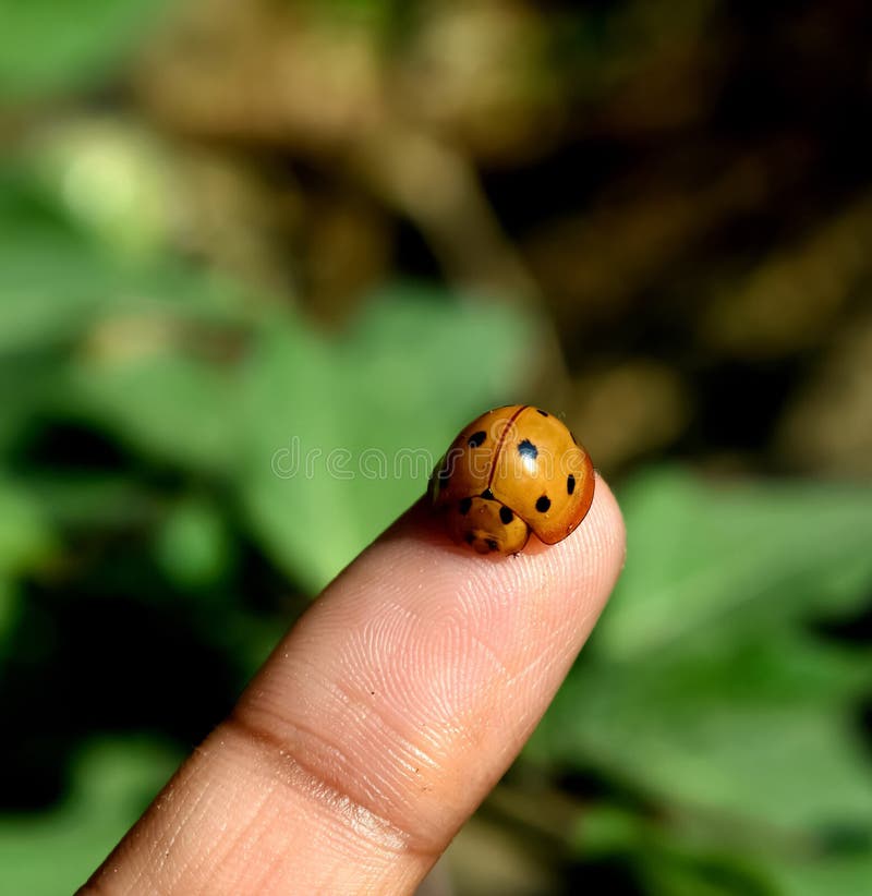 A Insect Setting on My Finger Stock Photo - Image of produce, animal ...