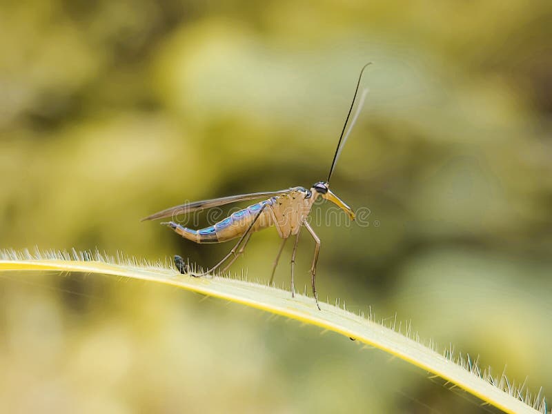 An Insect Shaped Like a Scorpion Was Perched on a Leaf Stock Photo ...