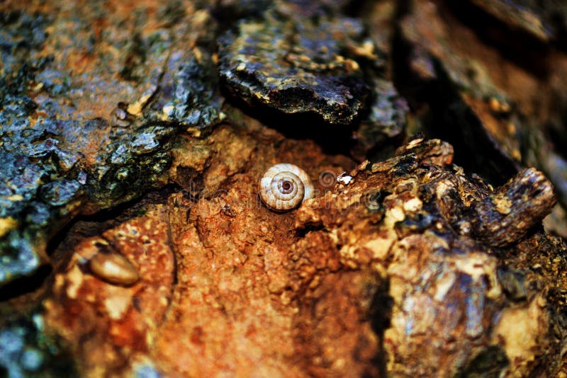 Shell Of An Insect On A Grass Stalk Stock Photo - Image of pond ...