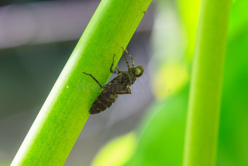 Insect shell stock image. Image of wing, nature, insect - 54491319