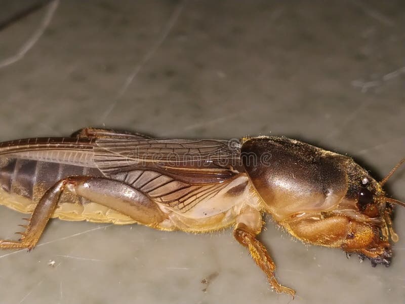 An Insect is Shooting a Pulp Stock Photo - Image of insect, shooting ...