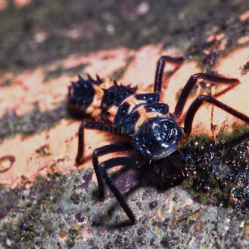 Special insect stock image. Image of animal, beautiful - 182478471